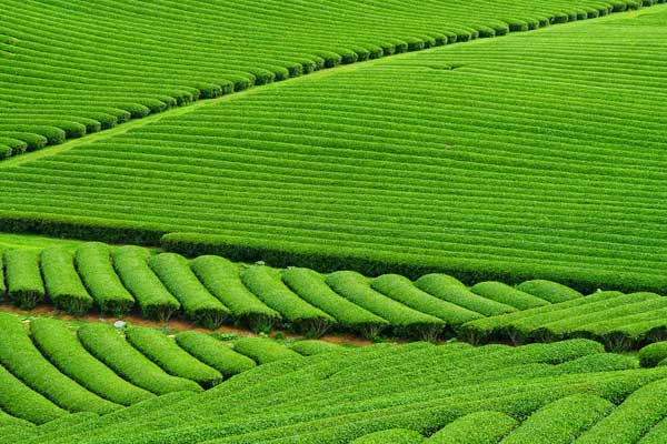 21+ Beautiful Grass Patterns | Free Downloads