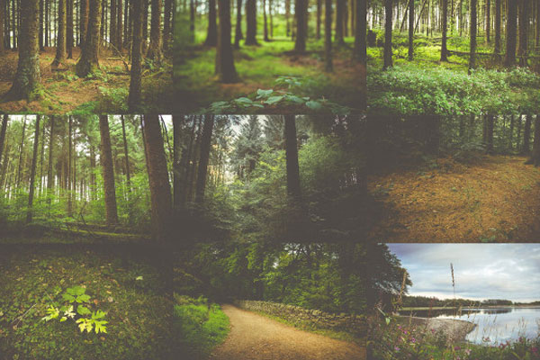 23+ Nature Backgrounds | Free Premium PSD, AI, Vector EPS Downloads